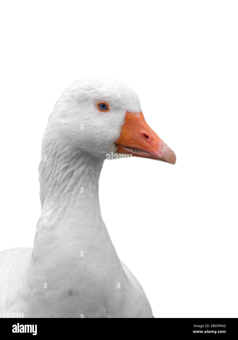 Goose Head