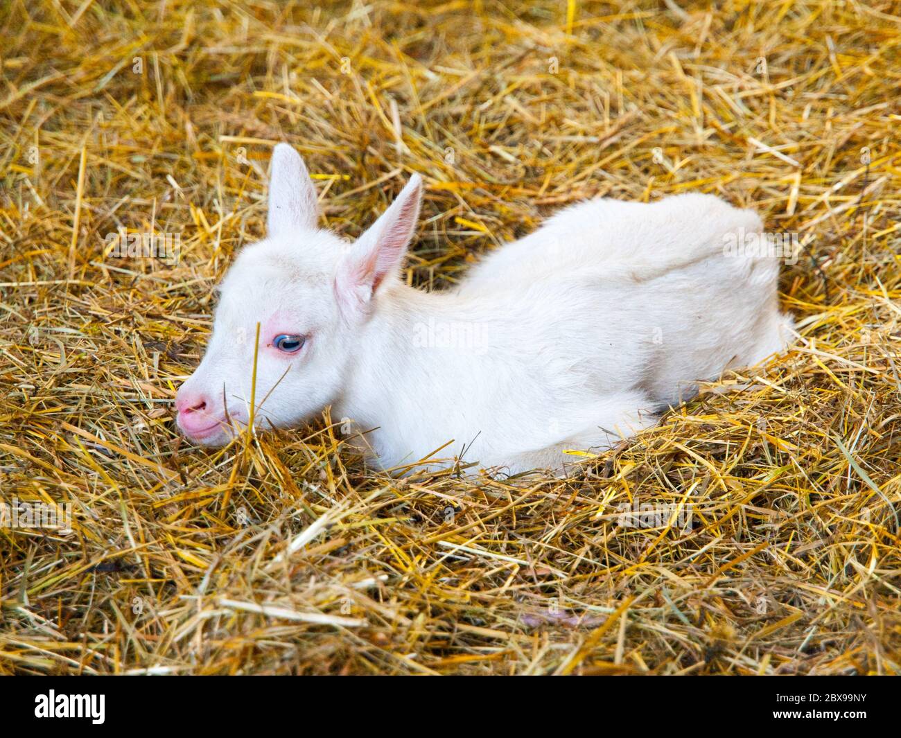 White goat kid lying on a straw. Young farm animal Stock Photo - Alamy