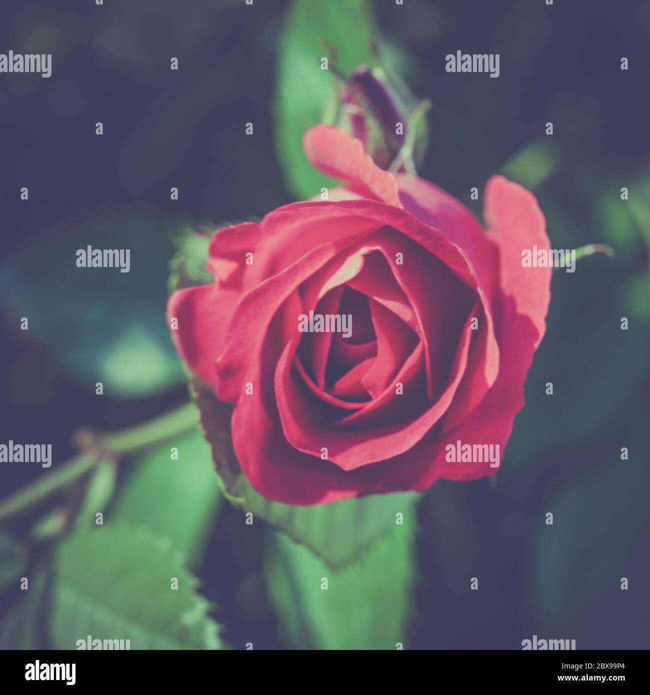 Beautiful red rose in the dark. Desaturated photography with haze. View ...