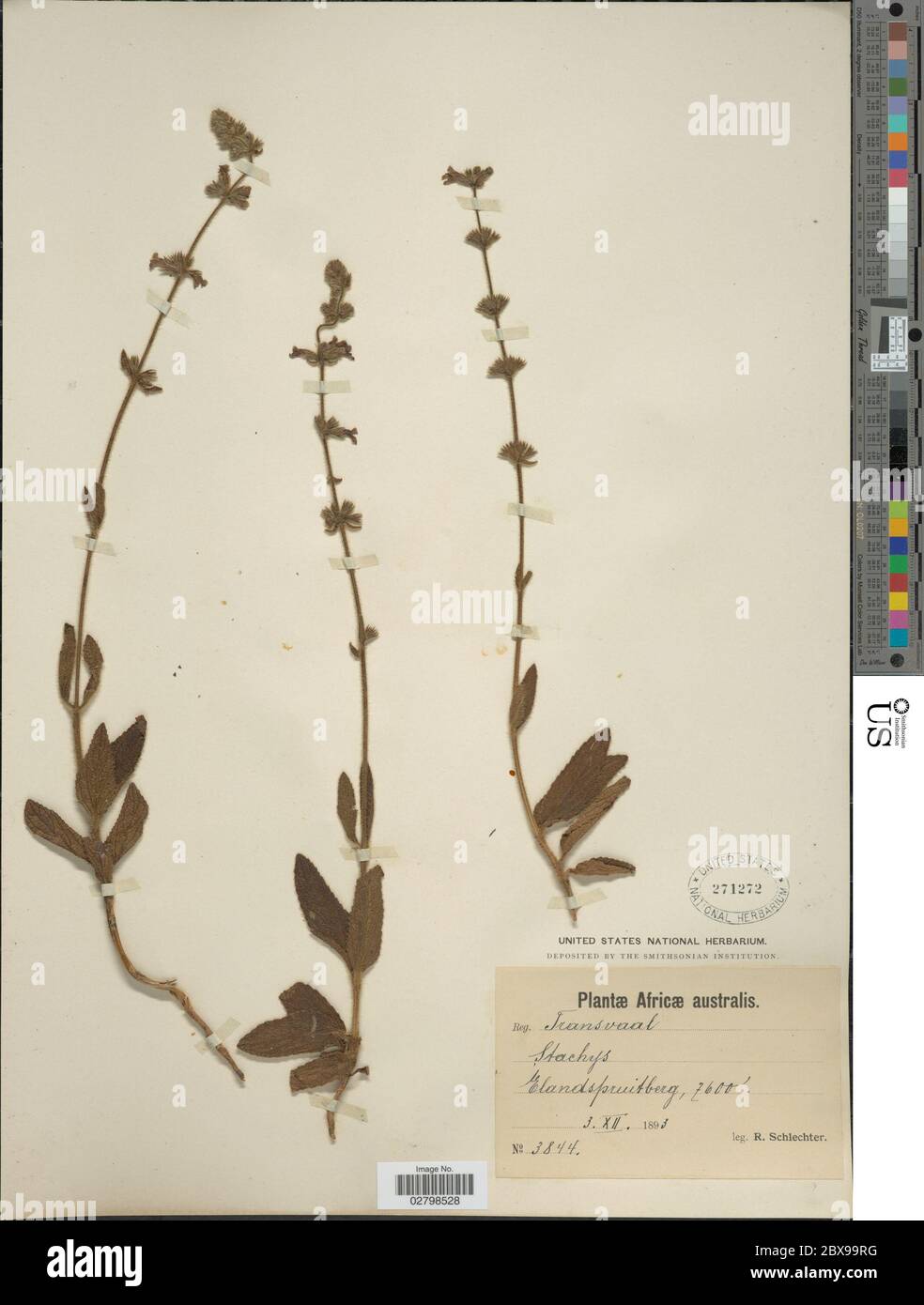 Stachys sp Stachys sp Stock Photo - Alamy