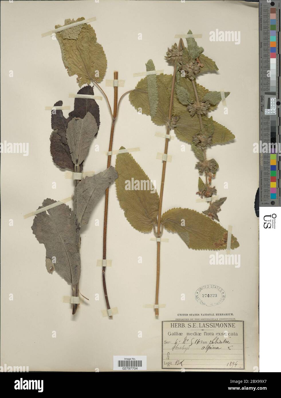Stachys alpina hi-res stock photography and images - Alamy