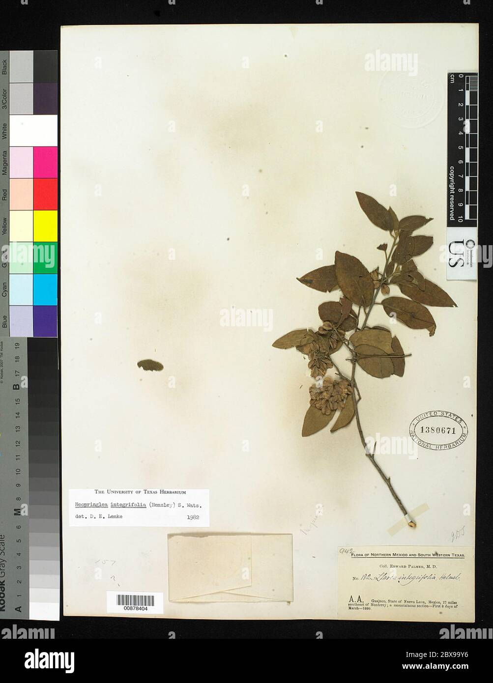 Neopringlea integrifolia Hemsl S Watson Neopringlea integrifolia Hemsl ...