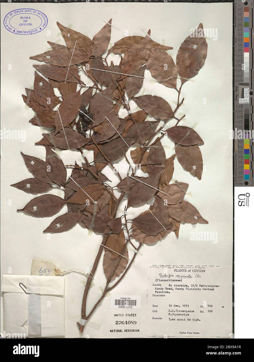 Scolopia hi-res stock photography and images - Alamy