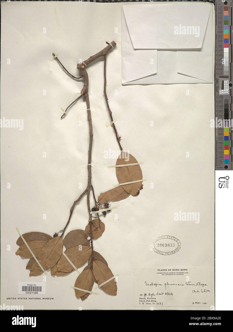 Scolopia chinensis Lour Clos Scolopia chinensis Lour Clos Stock Photo ...