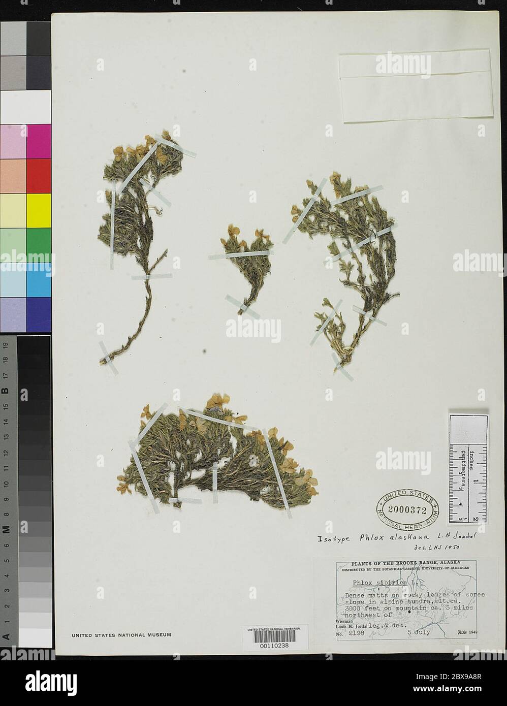 Alaskensis hi-res stock photography and images - Alamy