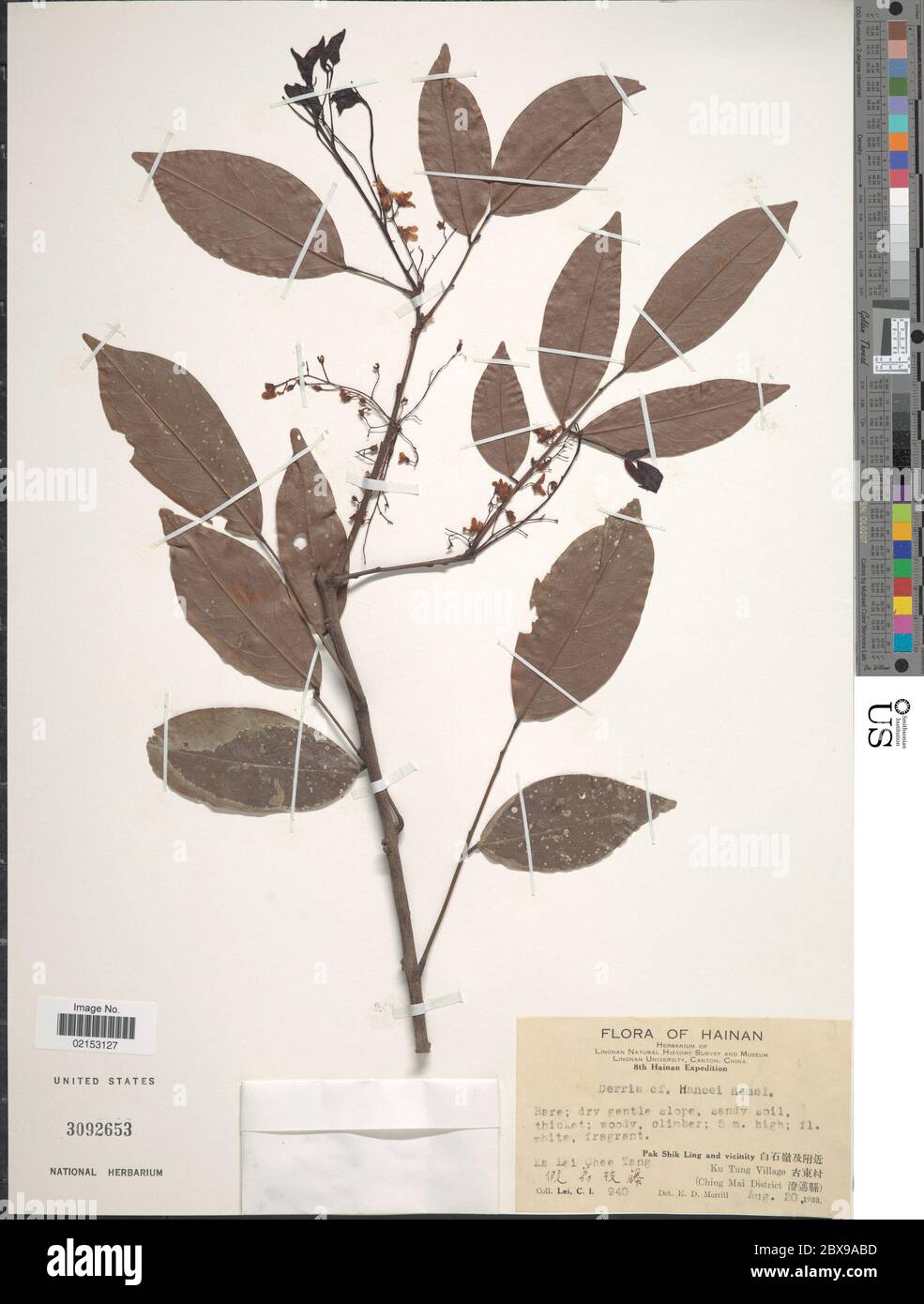 Paraderris cuneifolia Benth R Geesink Paraderris cuneifolia Benth R ...