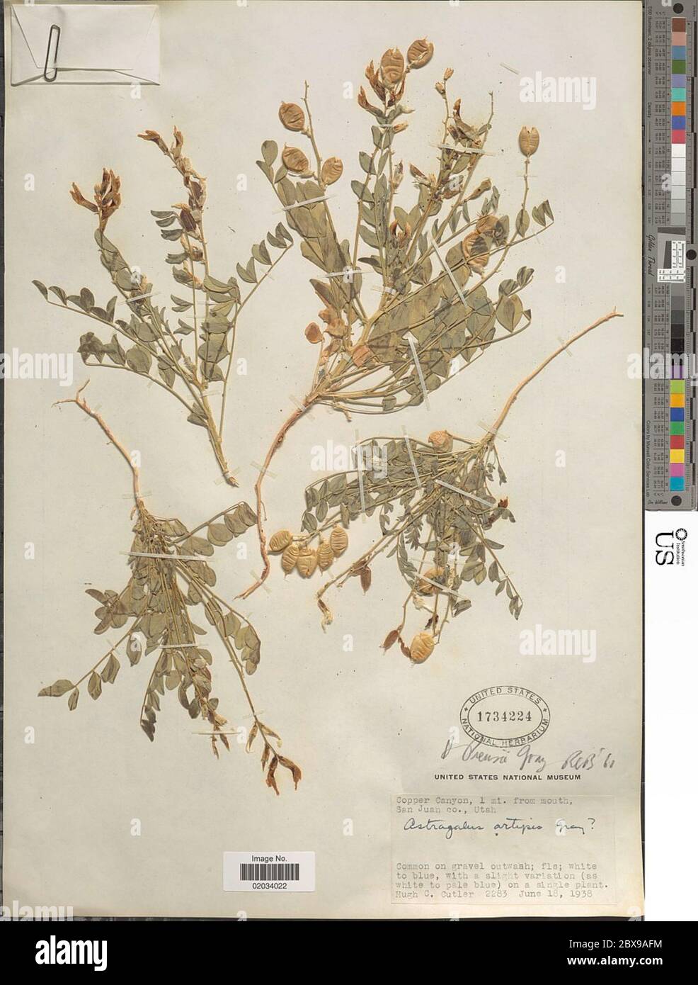 Preussii hi-res stock photography and images - Alamy