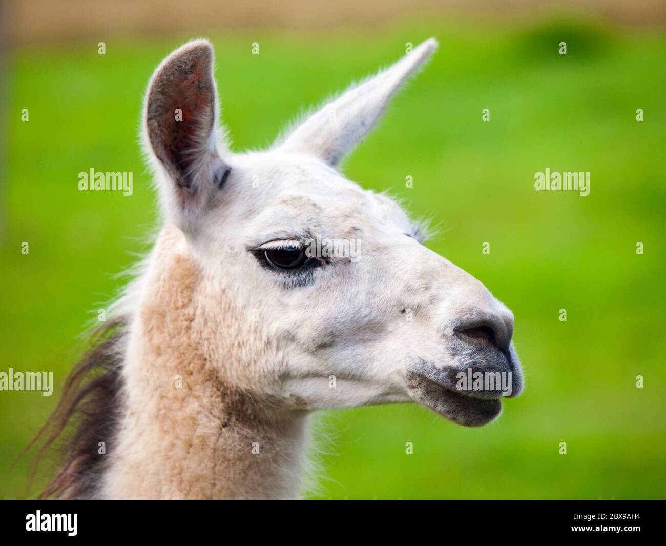 Llama portrait. South american mammal. Close-up view with green grass ...