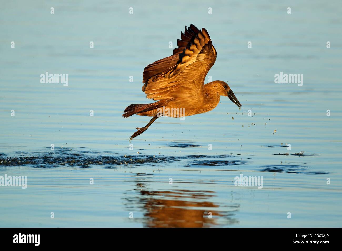 A hamerkop bird (Scopus umbretta) in flight over water, Kruger National ...