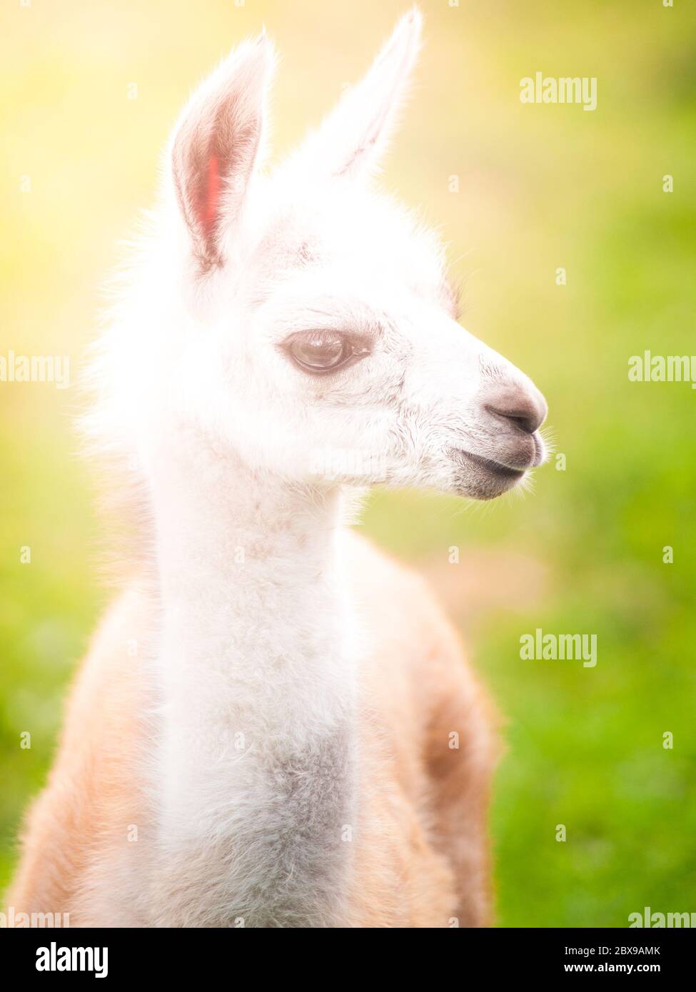 Baby llama portrait. Cute south american mammal Stock Photo - Alamy