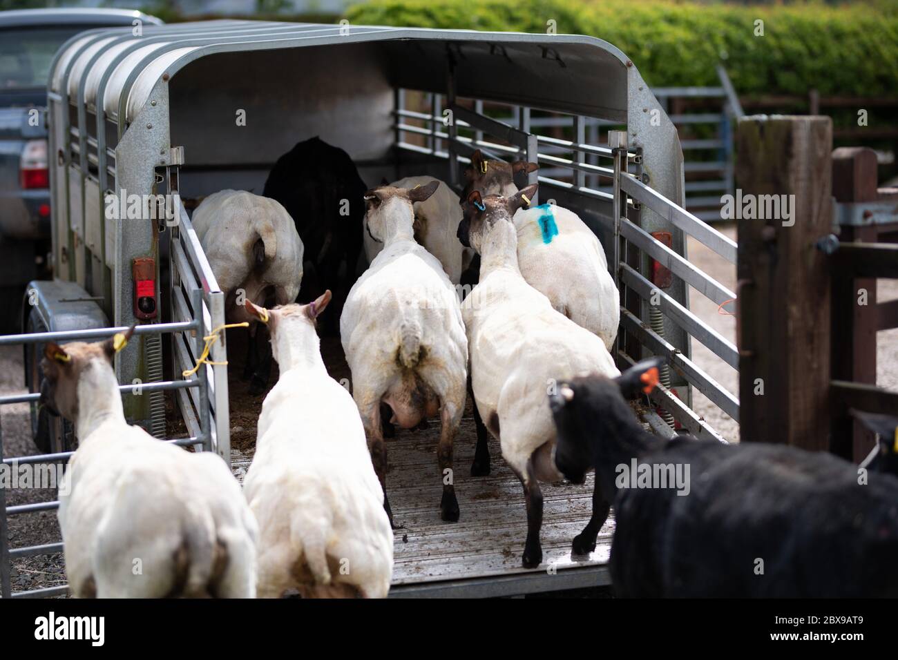 Balfron Station, Stirlingshire, Scotland,UK. 6,June,2020.Shearing gang ...