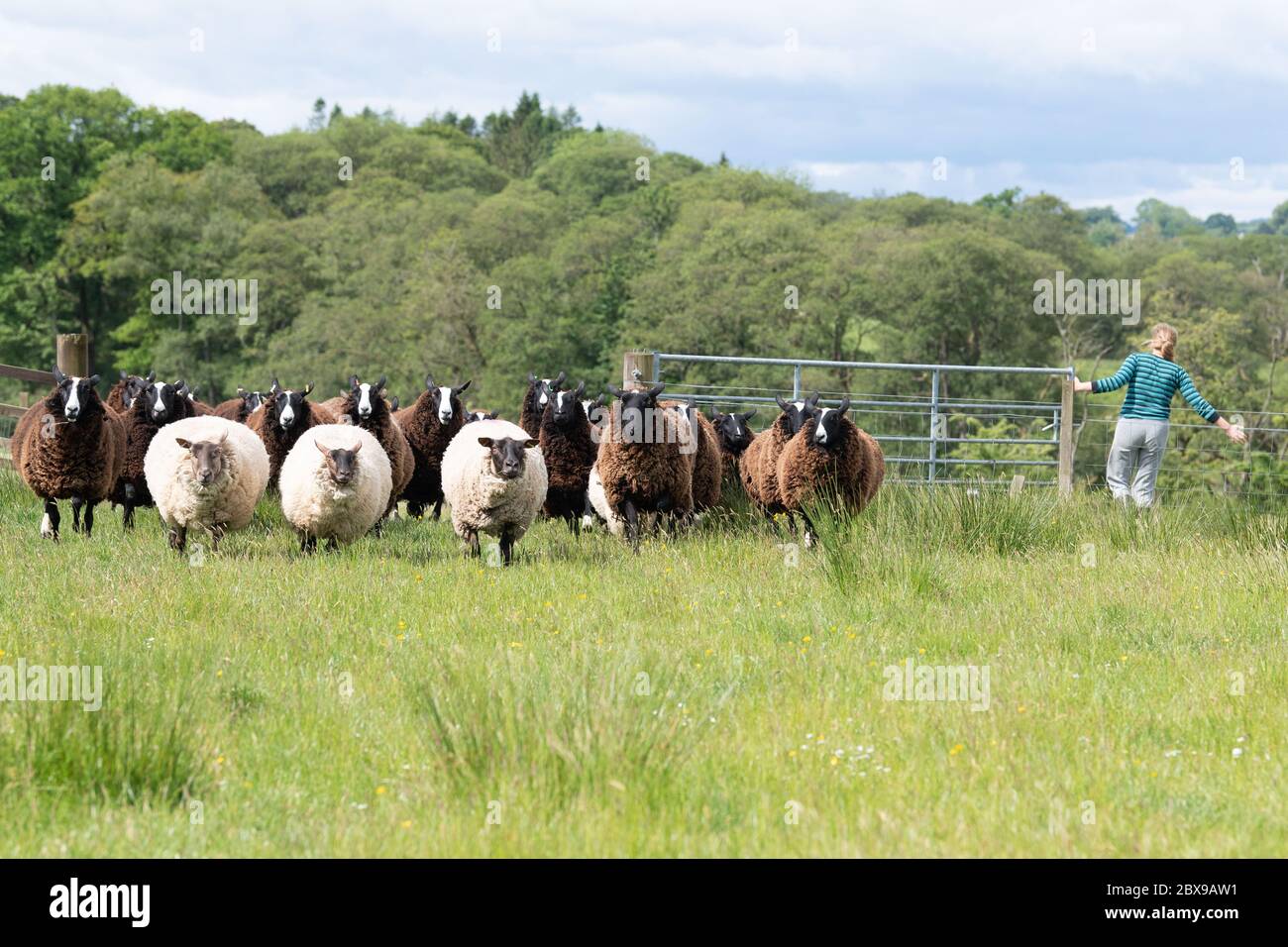 Shearing contracting hi-res stock photography and images - Alamy