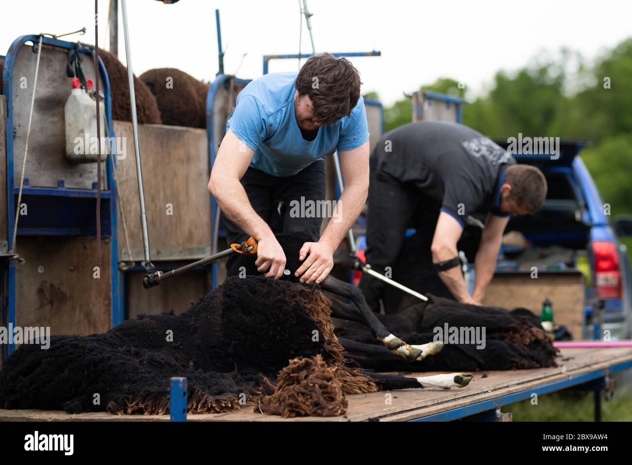 Good life sheep hi-res stock photography and images - Alamy