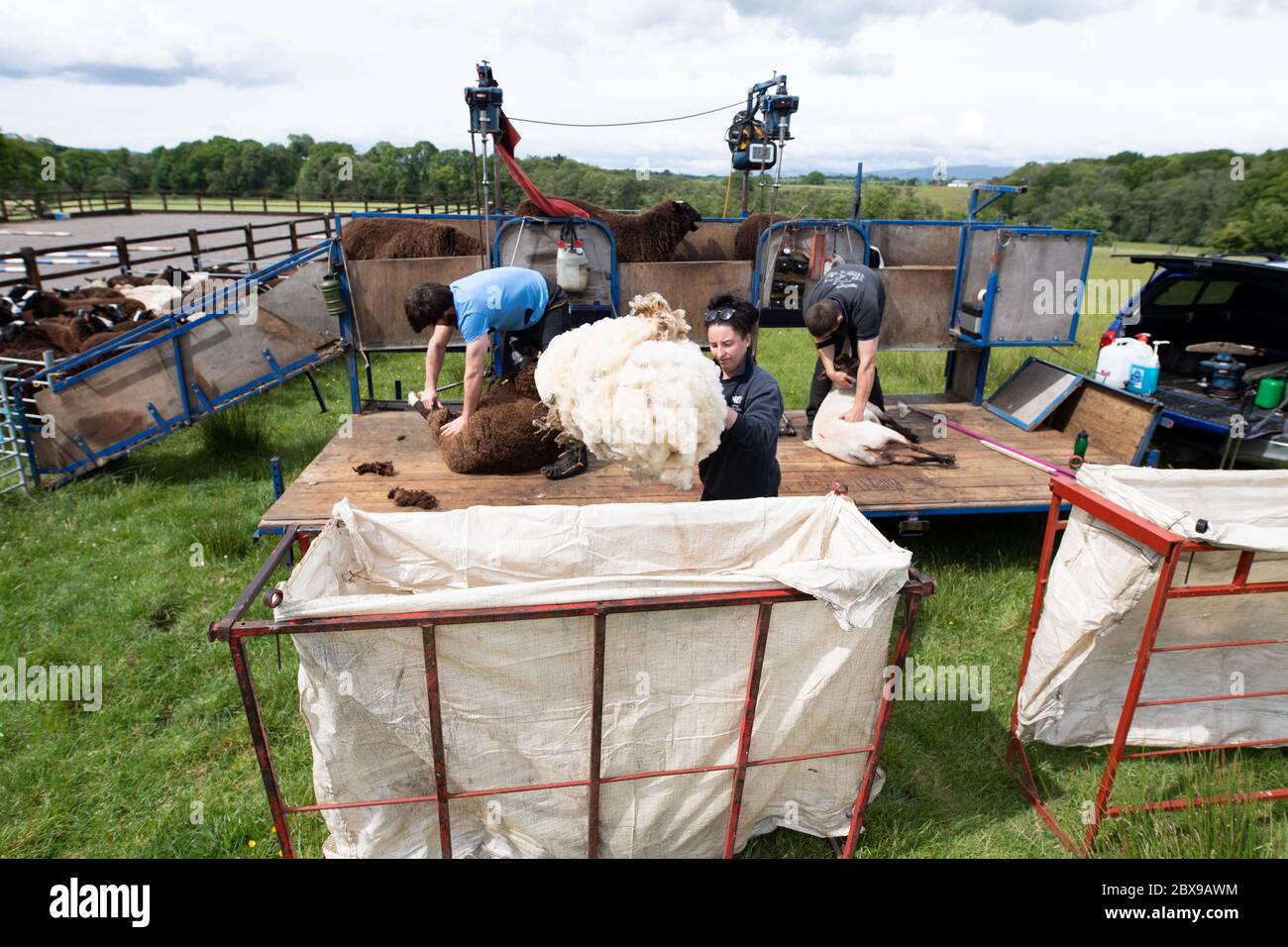 Roussin sheep hi-res stock photography and images - Alamy