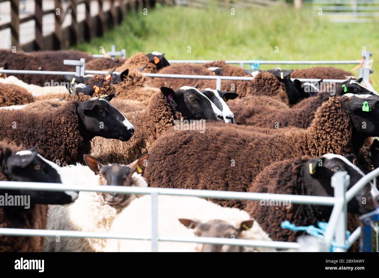 Roussin sheep hi-res stock photography and images - Alamy