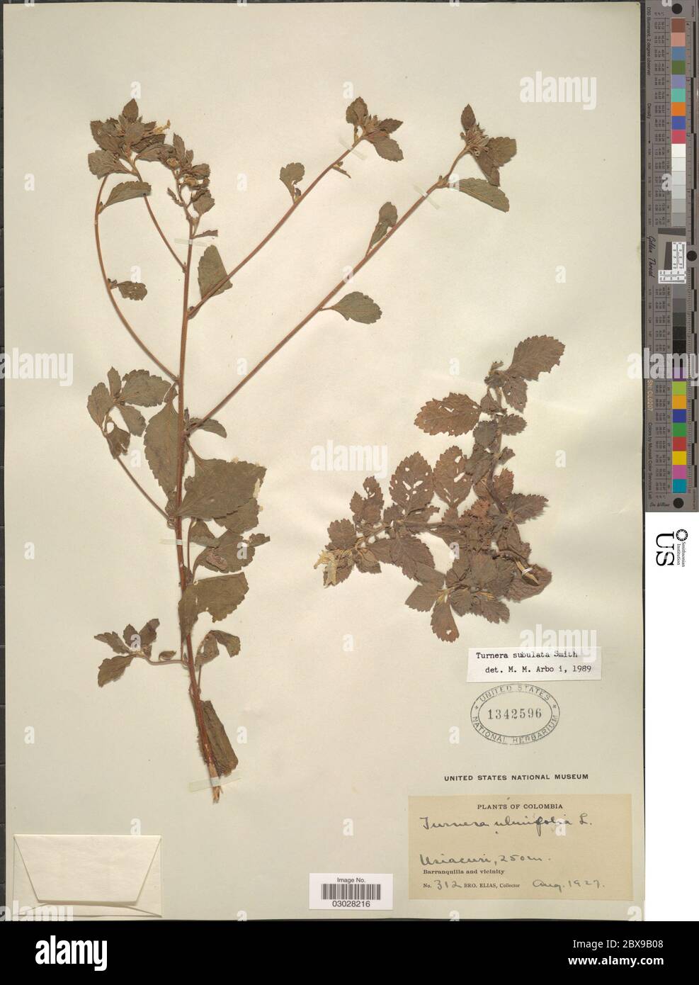 Turnera subulata plant hi-res stock photography and images - Alamy