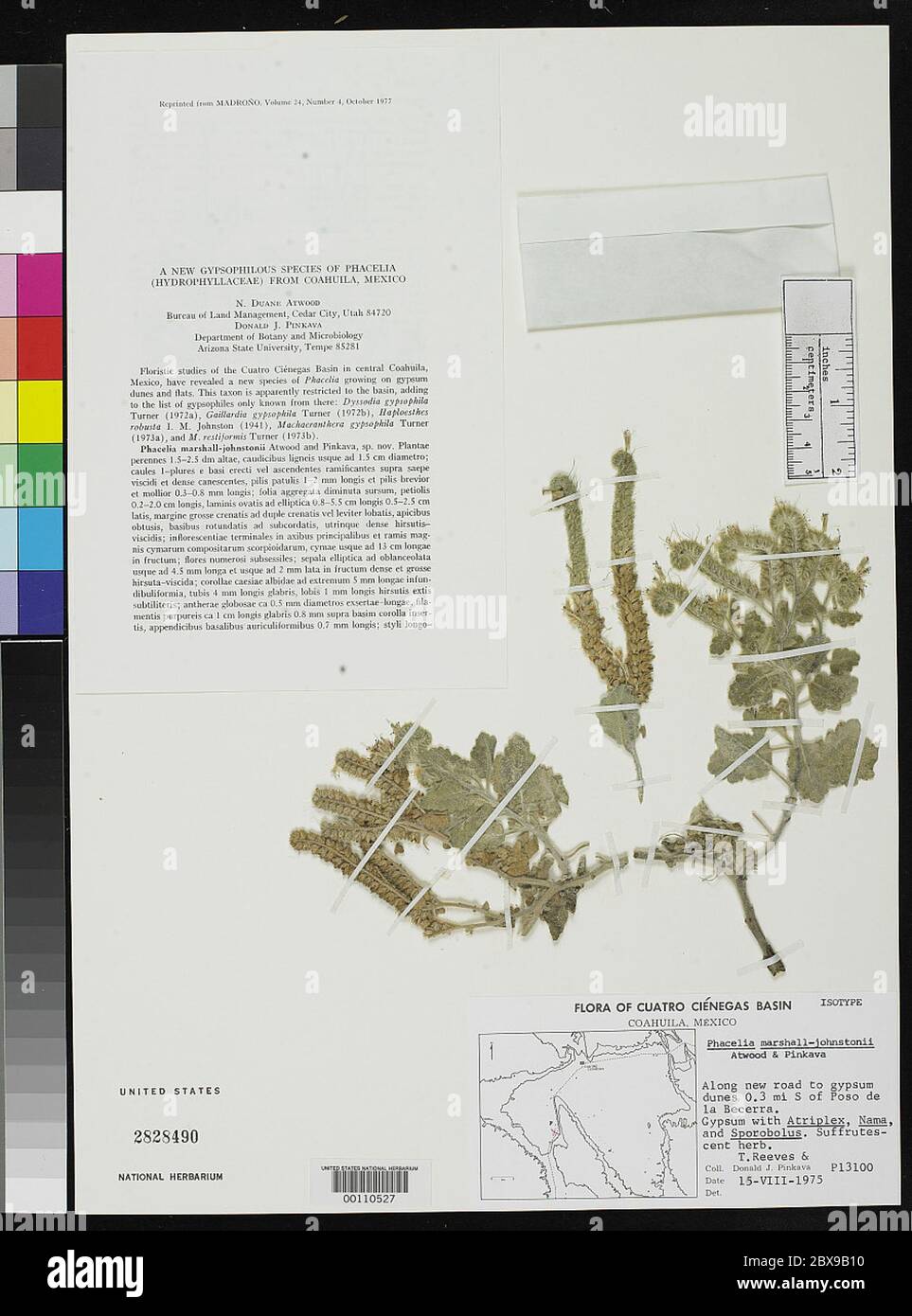 Phacelia marshalljohnstonii Atwood Pinkava Phacelia marshalljohnstonii ...