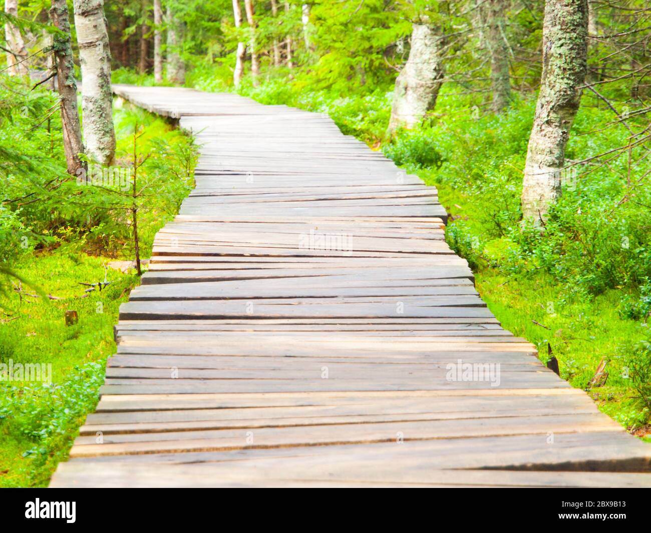 Walk way boardwalk path nature hi-res stock photography and images - Alamy