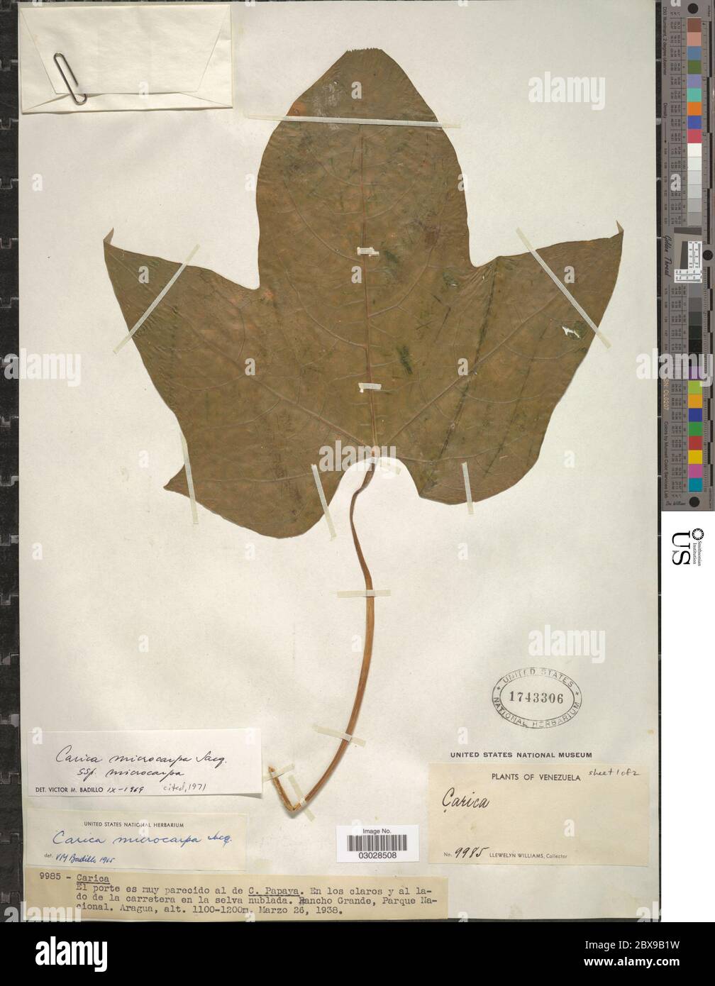 Carica microcarpa Jacq subsp microcarpa Carica microcarpa Jacq subsp ...