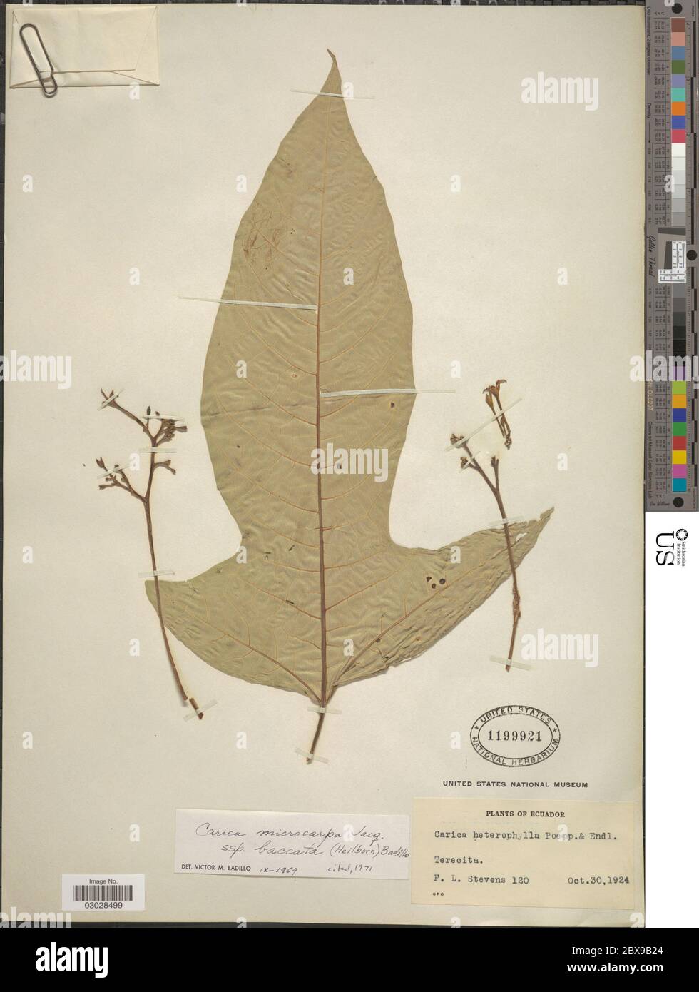 Carica microcarpa subsp baccata Heilborn VM Badillo Carica microcarpa ...