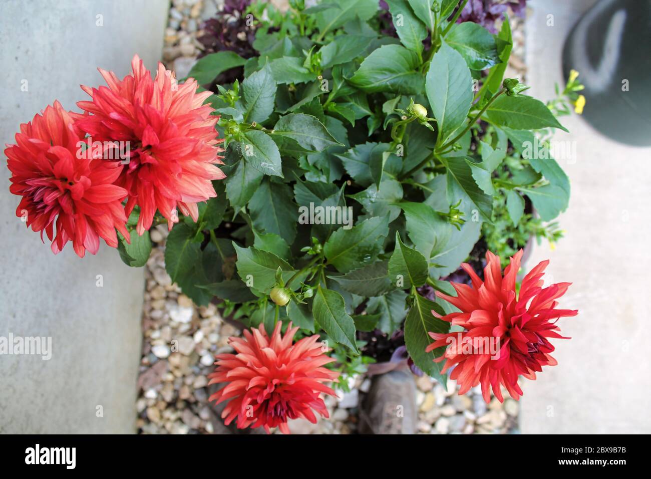 Erythrina variegata hi-res stock photography and images - Alamy
