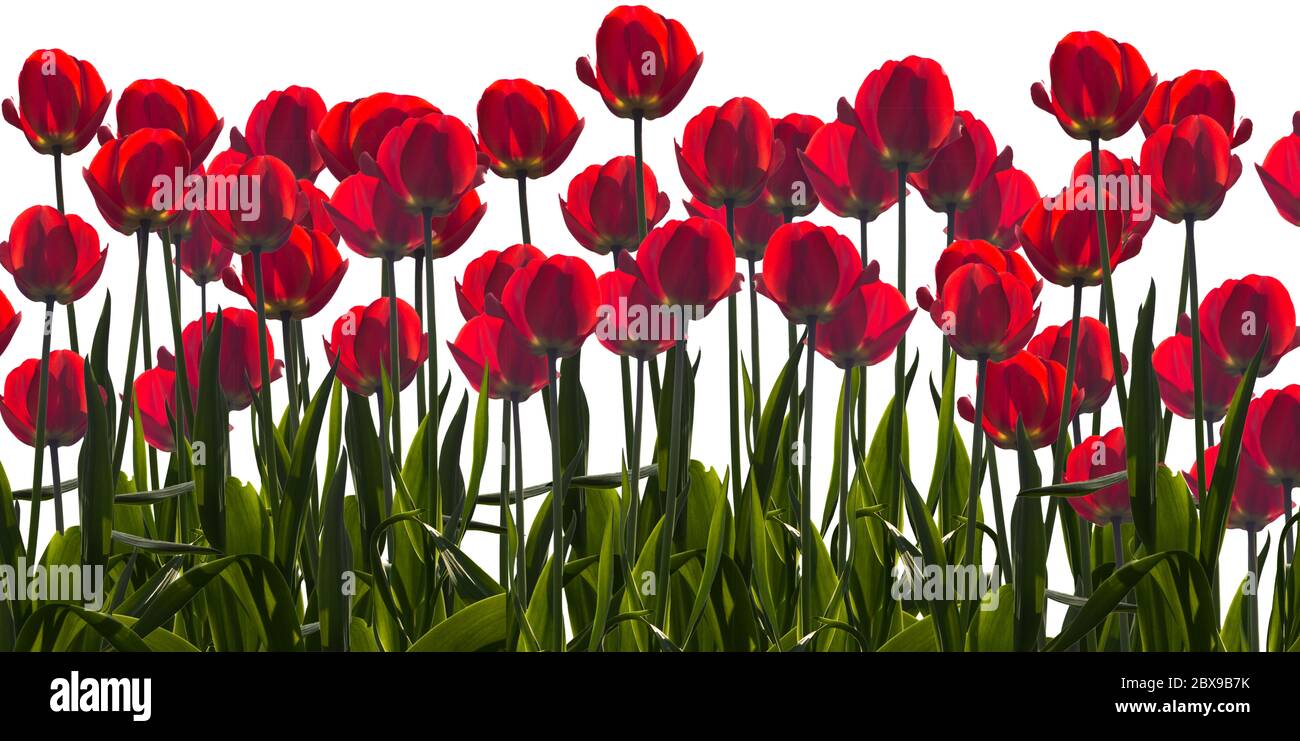 Widescreen image of a row of red tulips with green leafs isolated on ...