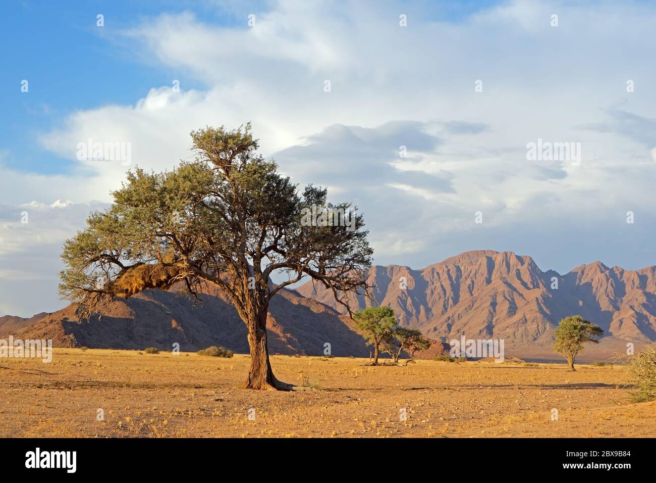 Namib desert landscape with rugged mountains and a thorn tree, Namibia ...