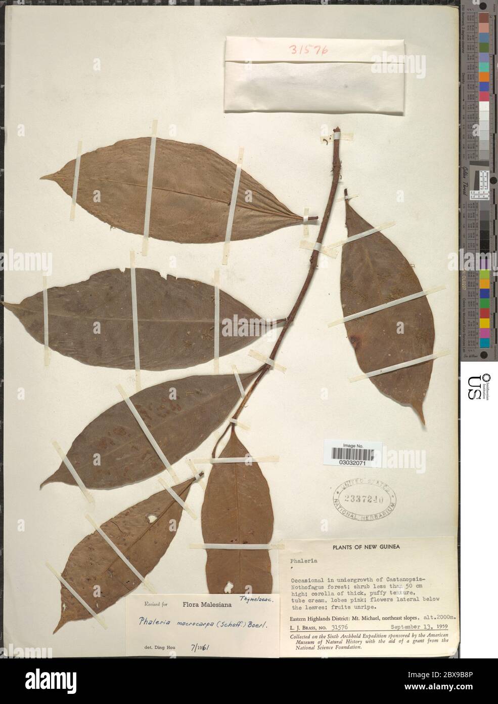 Phaleria macrocarpa Phaleria macrocarpa Stock Photo - Alamy