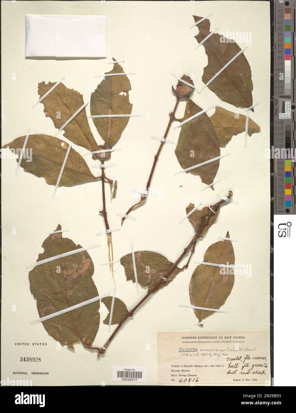 Phaleria macrocarpa Phaleria macrocarpa Stock Photo - Alamy