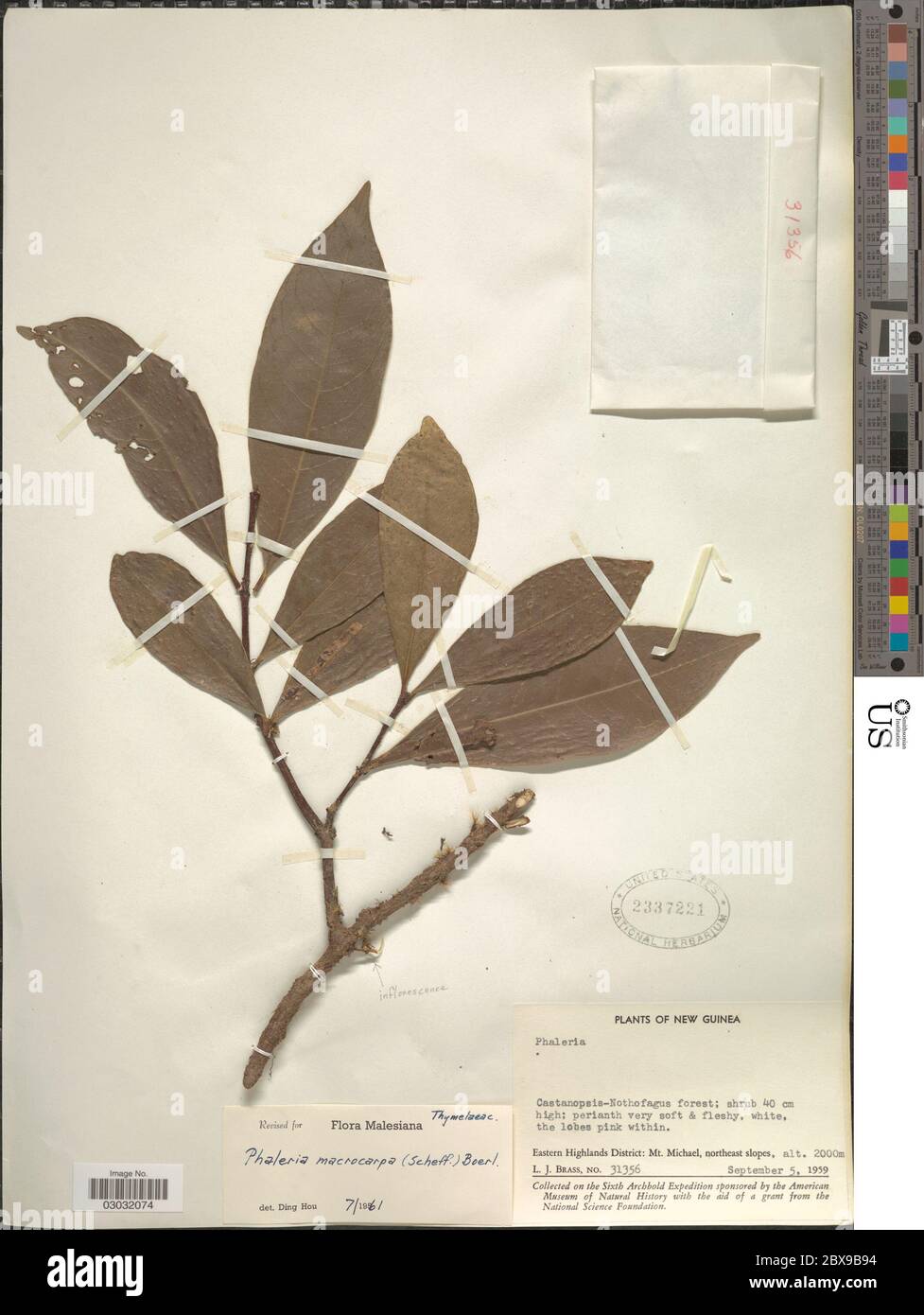 Phaleria macrocarpa Phaleria macrocarpa Stock Photo - Alamy