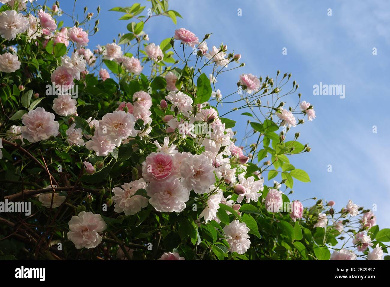 Close up of pale pink blossoms of rambler or climbing roses against ...