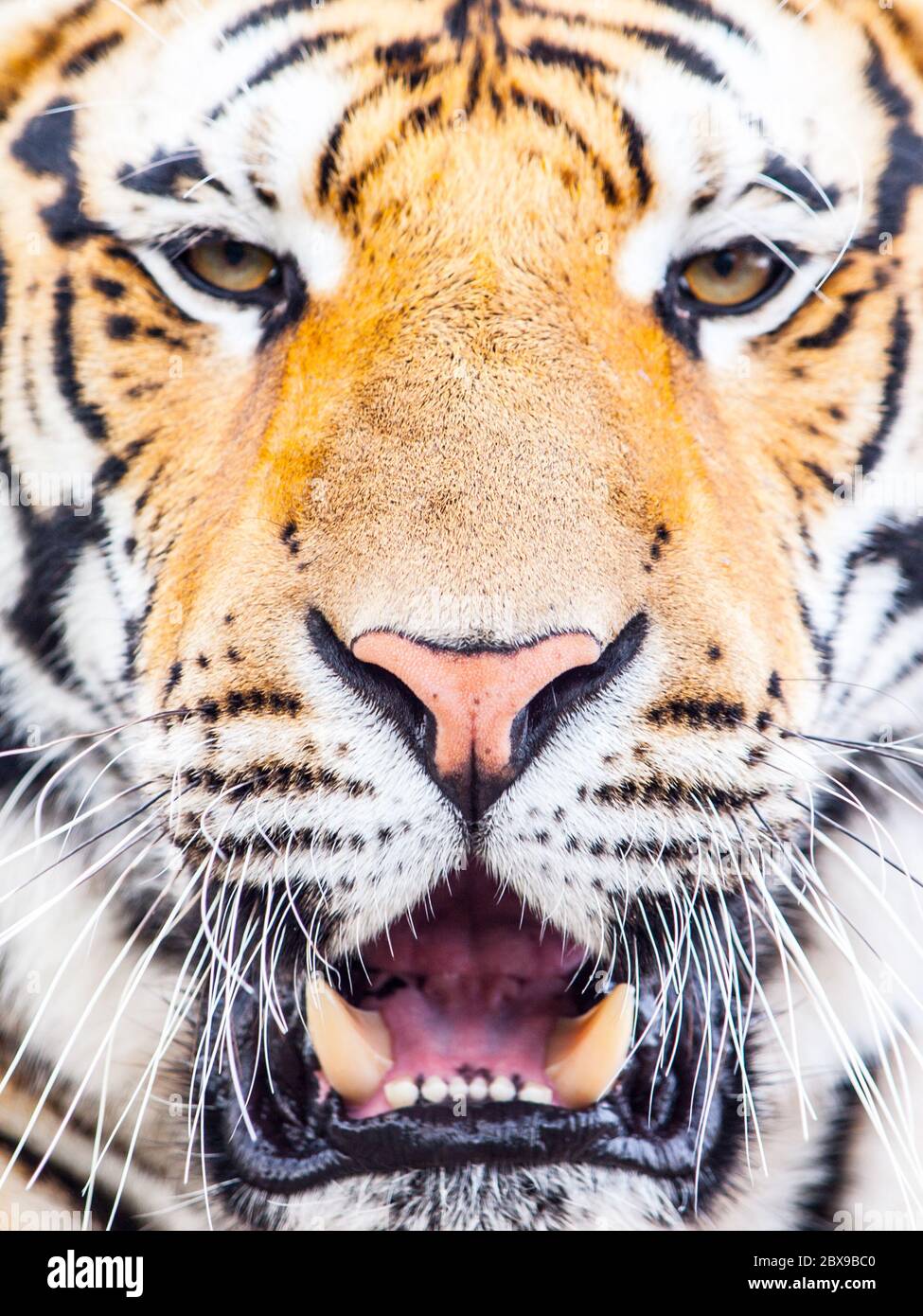Tiger face close up angry hi-res stock photography and images - Alamy