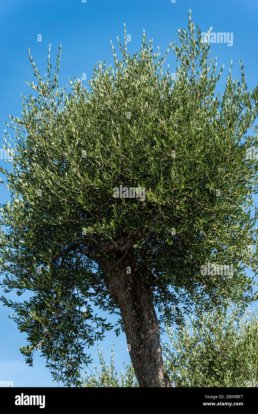 Liguria olive grove hi-res stock photography and images - Alamy