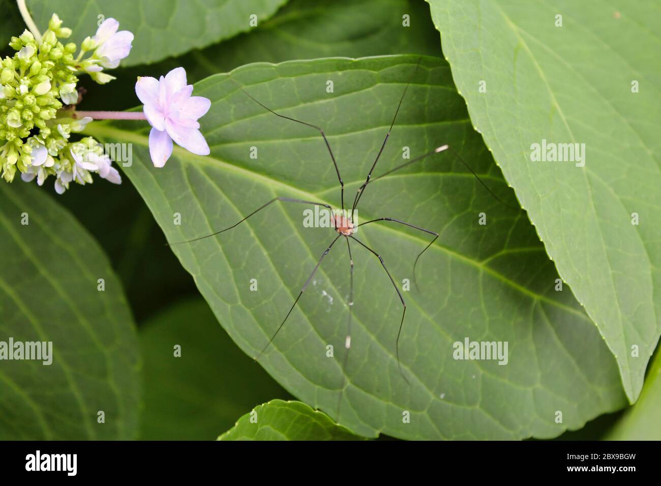Daddy Long legs, spider, resting on a green leaf Stock Photo - Alamy