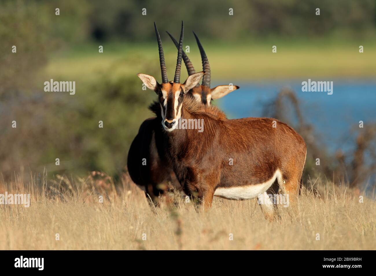 Sable antelopes hi-res stock photography and images - Alamy