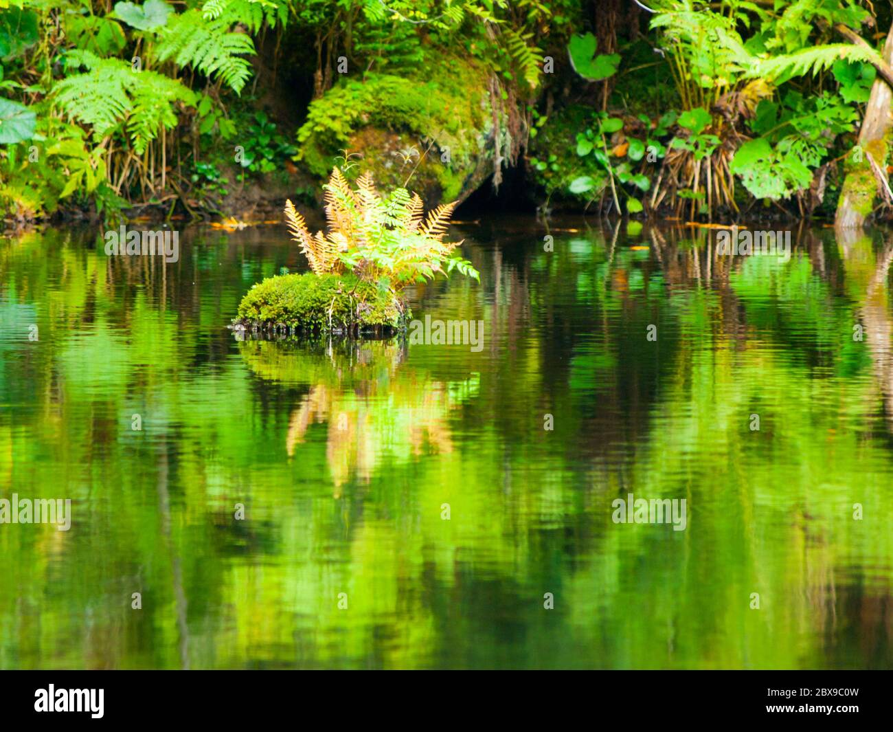 Lush greenery reflection in water surface of premeval forest lake ...