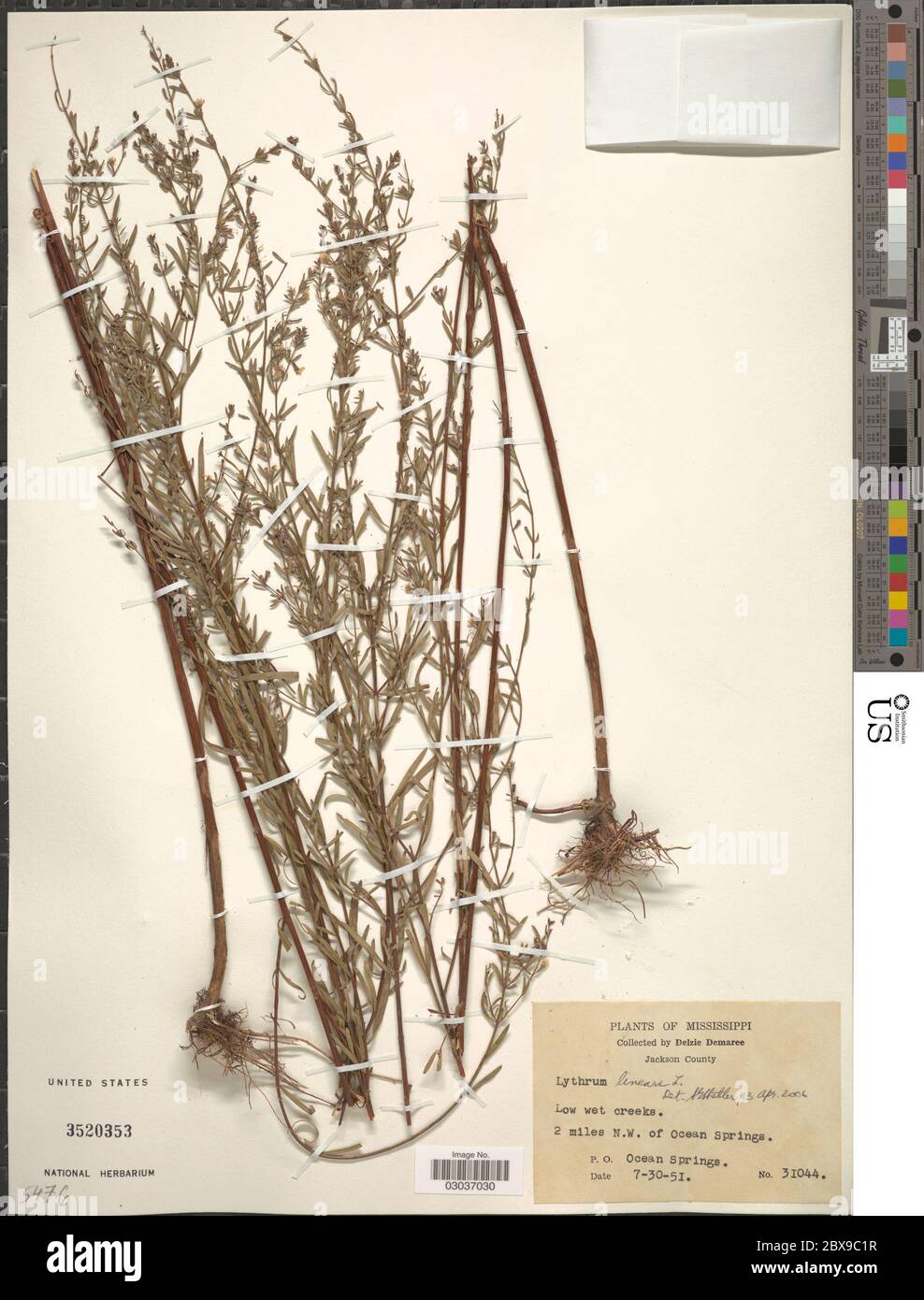 Lythrum lineare L Lythrum lineare L Stock Photo - Alamy