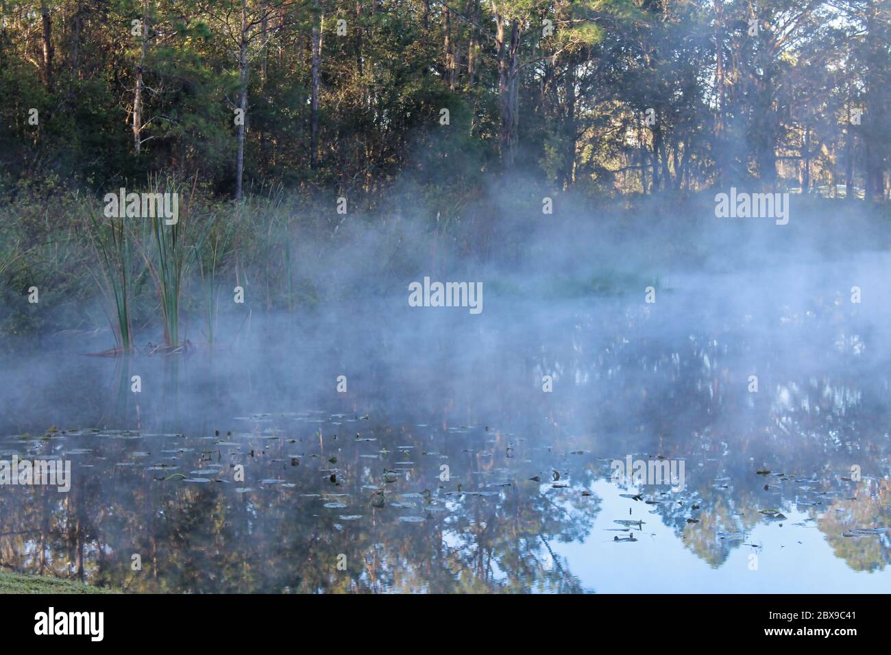 Fog on a Pond wafting into the trees Stock Photo - Alamy