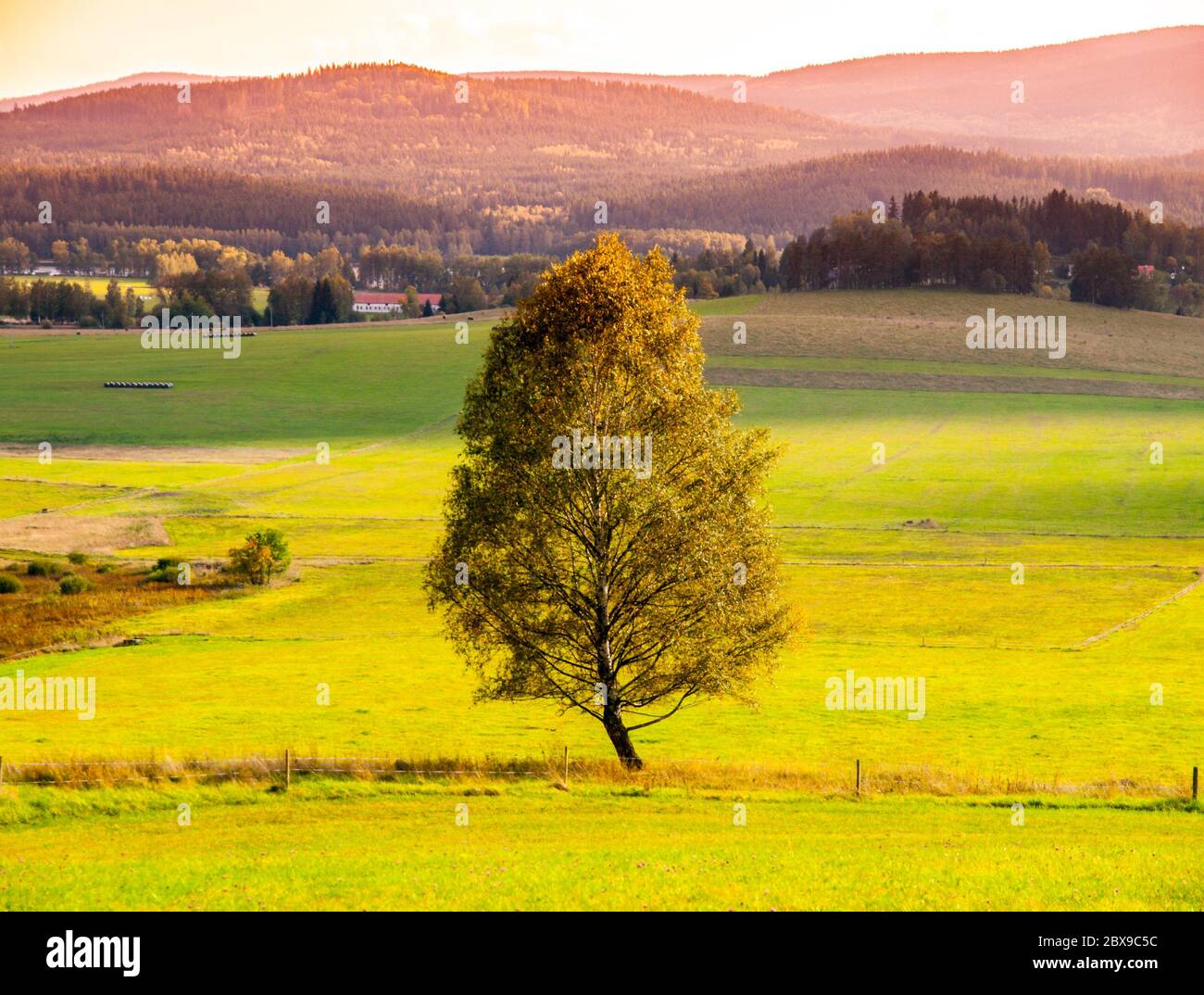 Landscape of Sumava with lonesome tree in the middle of meadow, Czech ...