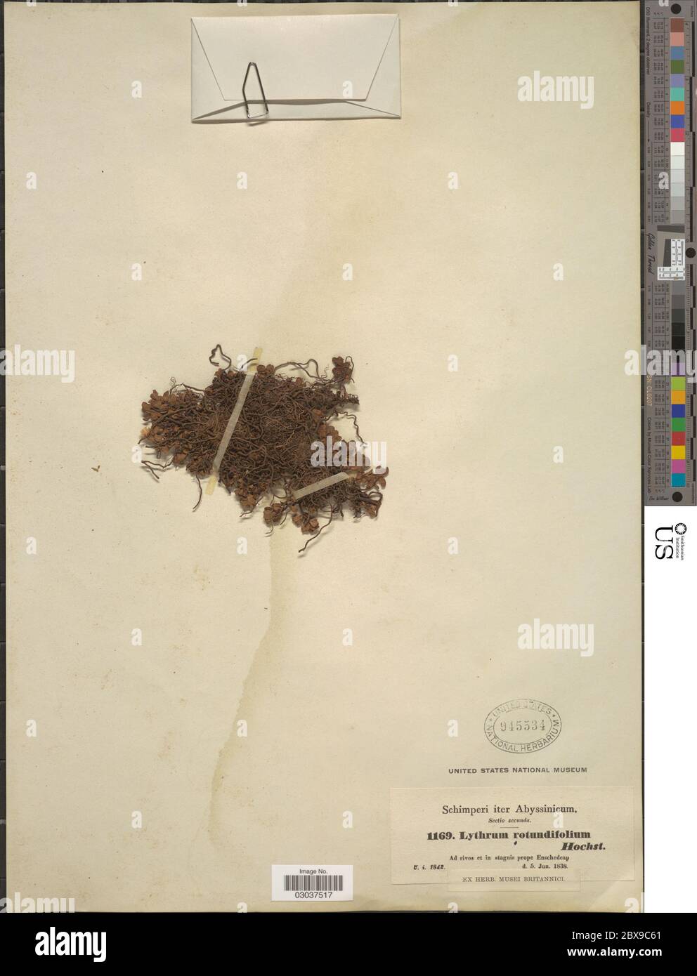 Lythrum rotundifolium Hochst ex A Rich Lythrum rotundifolium Hochst ex ...