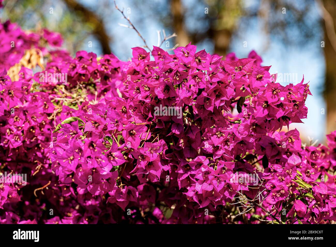 Bougainvillea hedge hi-res stock photography and images - Alamy
