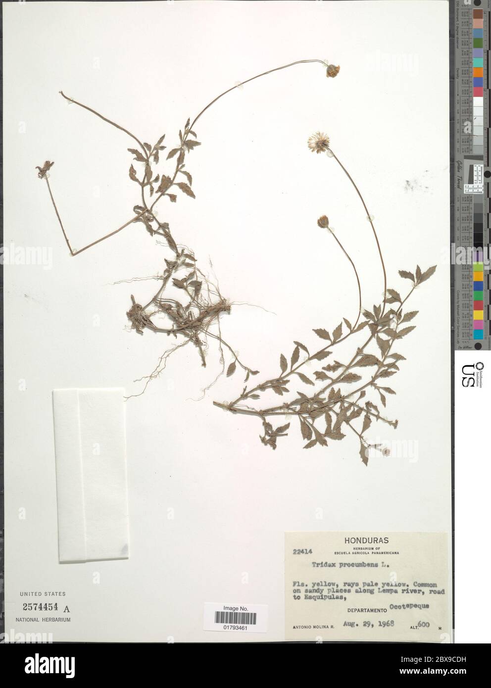 Tridax procumbens L Tridax procumbens L Stock Photo - Alamy