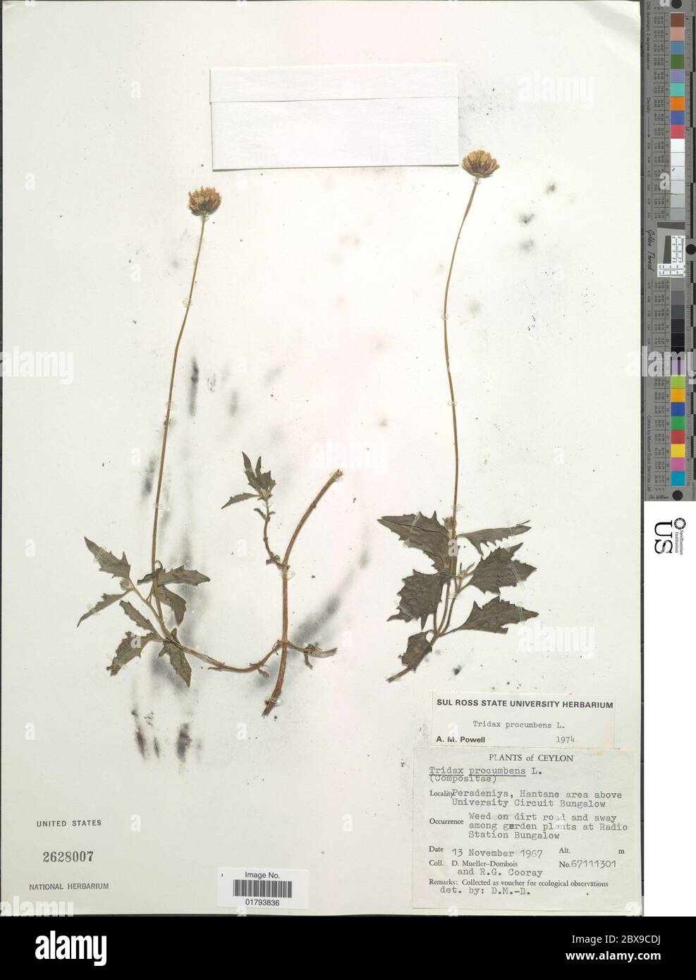 Tridax procumbens L Tridax procumbens L Stock Photo - Alamy