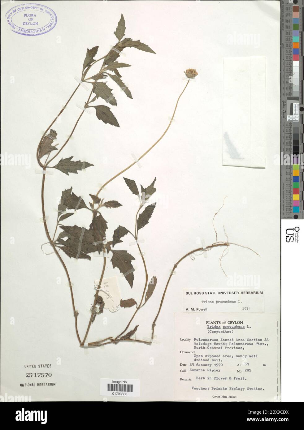 Tridax Procumbens Fruit