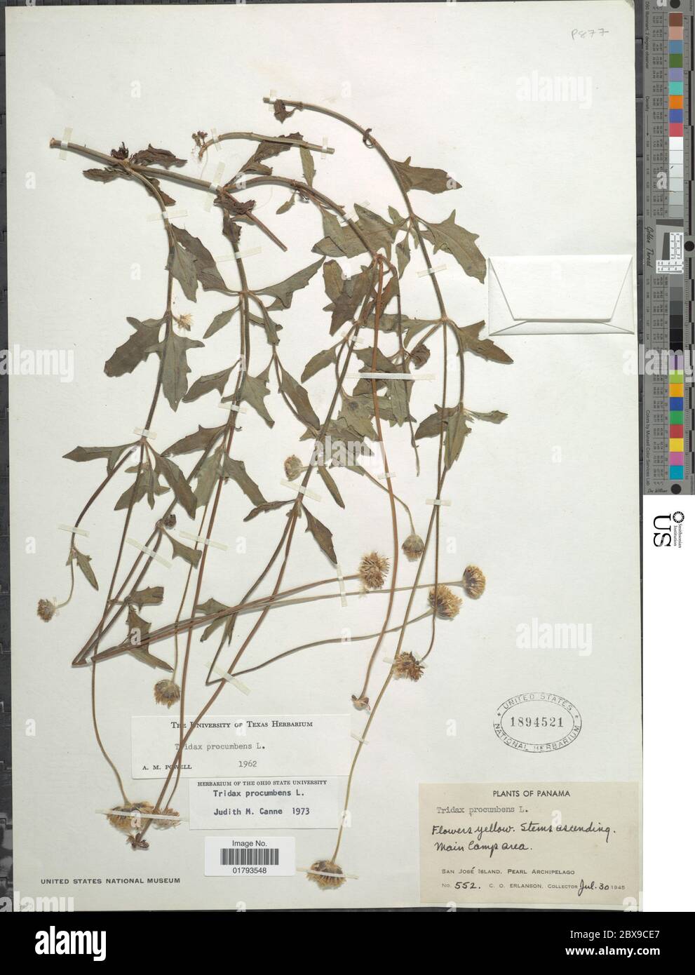 Tridax procumbens L Tridax procumbens L Stock Photo - Alamy