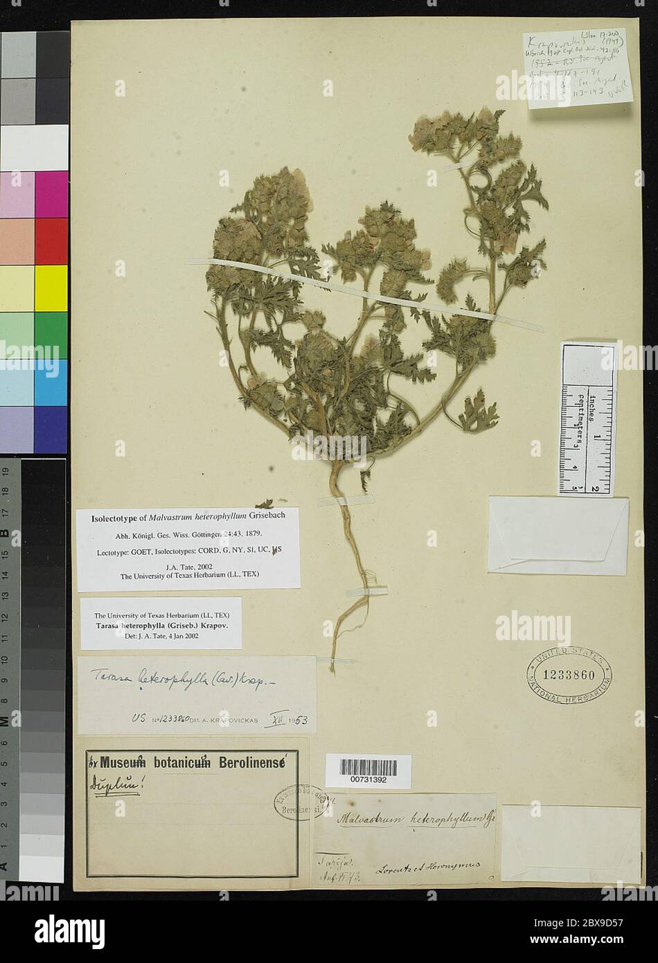 Malvastrum heterophyllum Griseb Malvastrum heterophyllum Griseb Stock ...