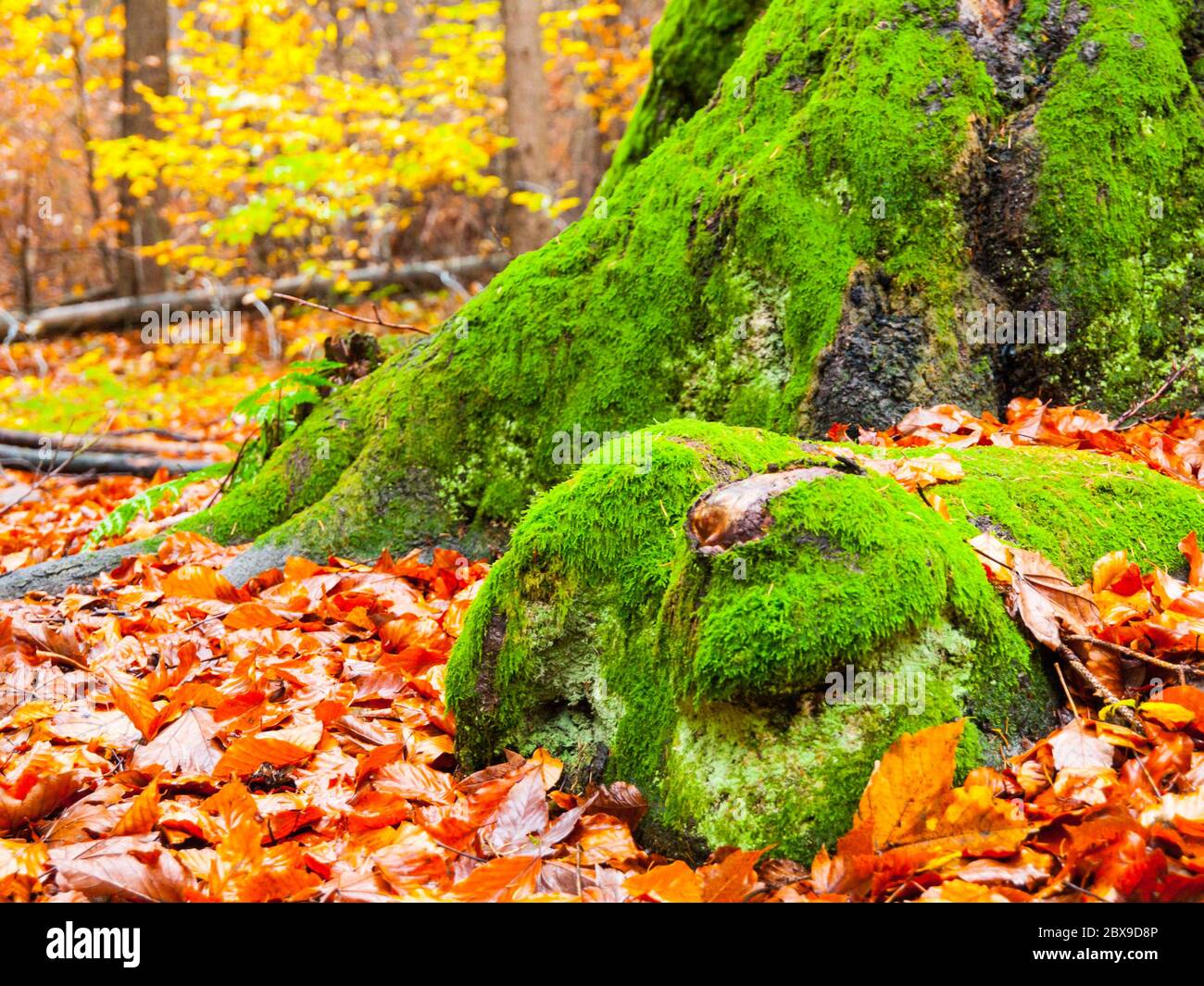 Carpet Moss In The Deciduous Forest
