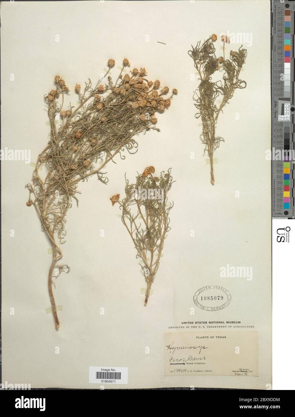 Hymenoxys hi-res stock photography and images - Alamy