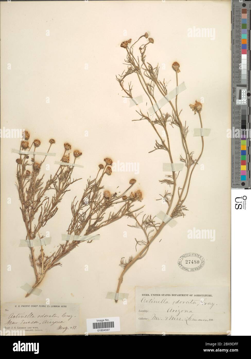 Hymenoxys odorata DC Hymenoxys odorata DC Stock Photo - Alamy