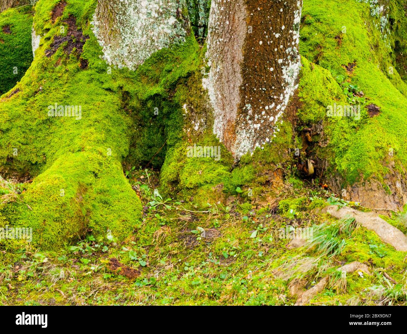 Colorful tree moss hi-res stock photography and images - Alamy